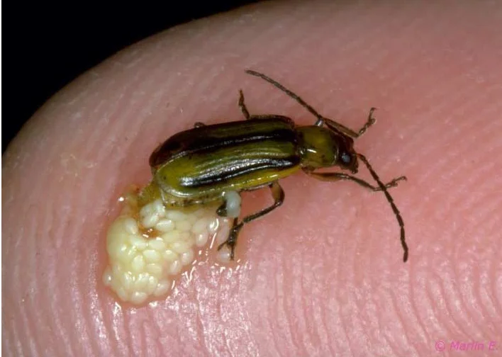 A Comprehensive Guide To Build Farm Insect Detection Model